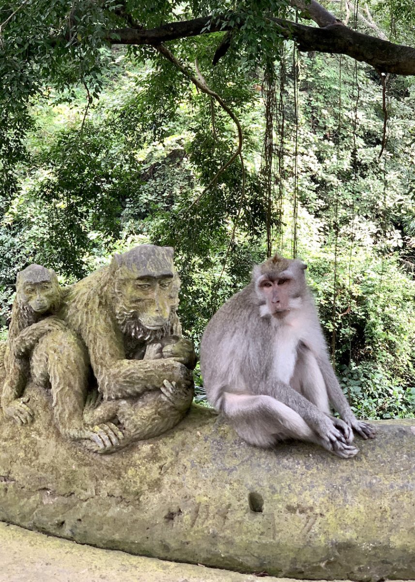 Living in Bali | The Monkey Ate My Cookie and Other Stories from Bali.